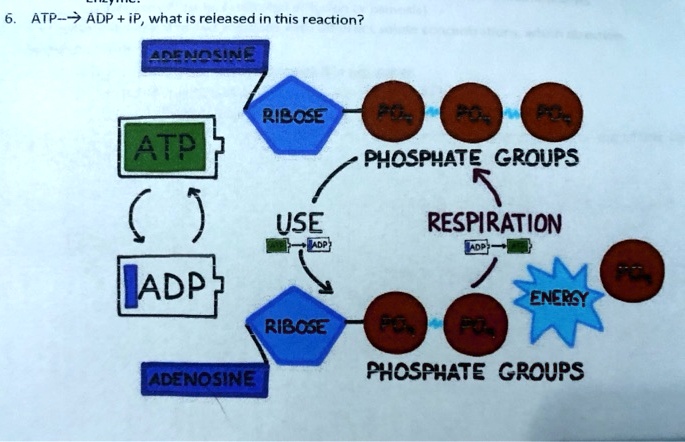 SOLVED: ATP + ADP + Pi, what is released in this reaction? Adenosine ...
