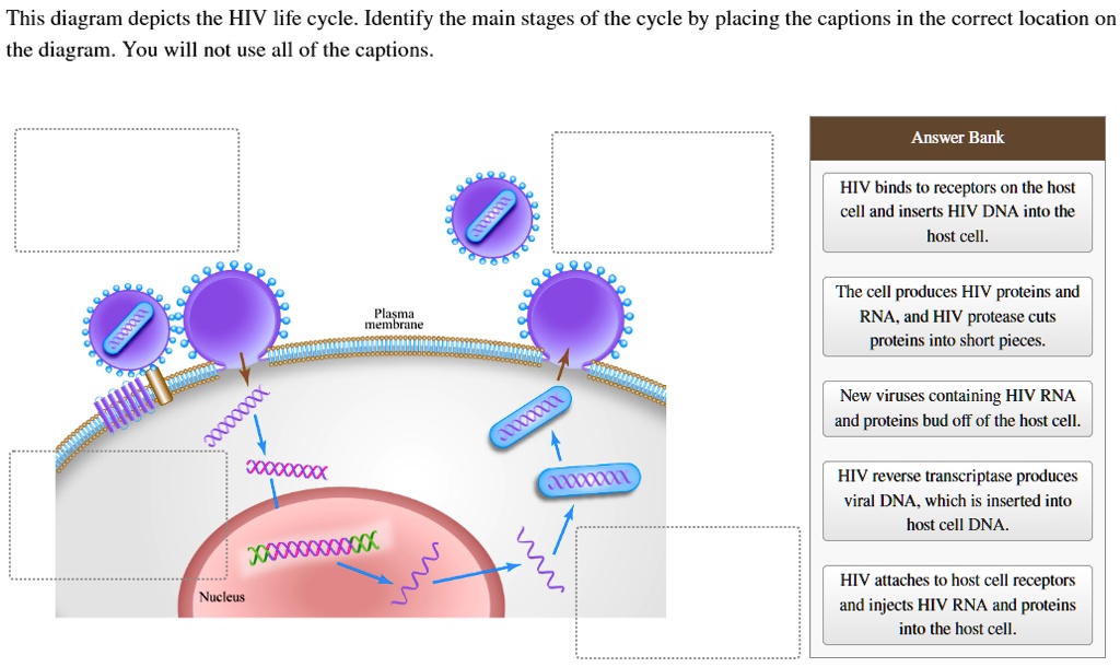 This diagram depicts the HIV life cycle. Identify the main stages of the cycle by placing the ...