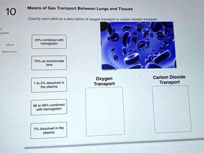 SOLVED: 10 Means of Gas Transport Between Lungs and Tissues Classify ...