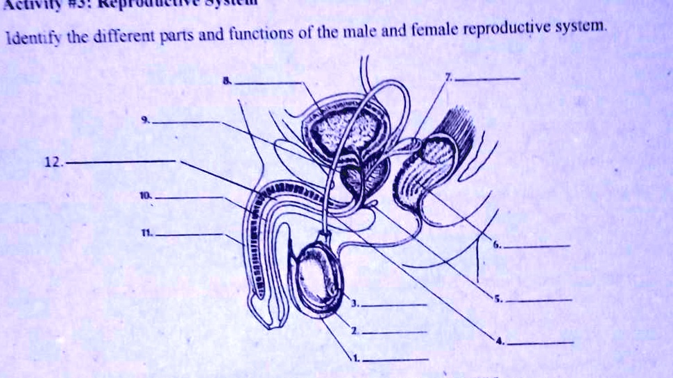 Identify the different parts and functions of the male reproductive system.