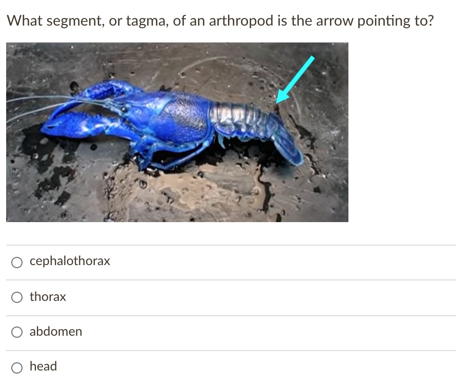 SOLVED: What segment; or tagma, of an arthropod is the arrow pointing ...