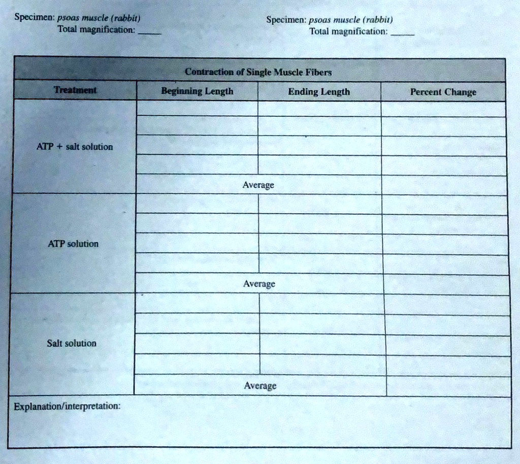 SOLVED: Specimen: psoas muscle (rabbit) Total magnification ...