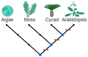 SOLVED: 'According to the cladogram shown, which organism is most ...
