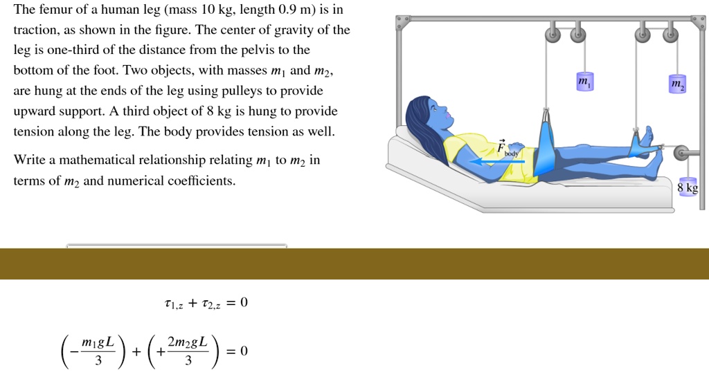 SOLVED: The femur of a human leg (mass 10 kg; length 0.9 m) is in ...
