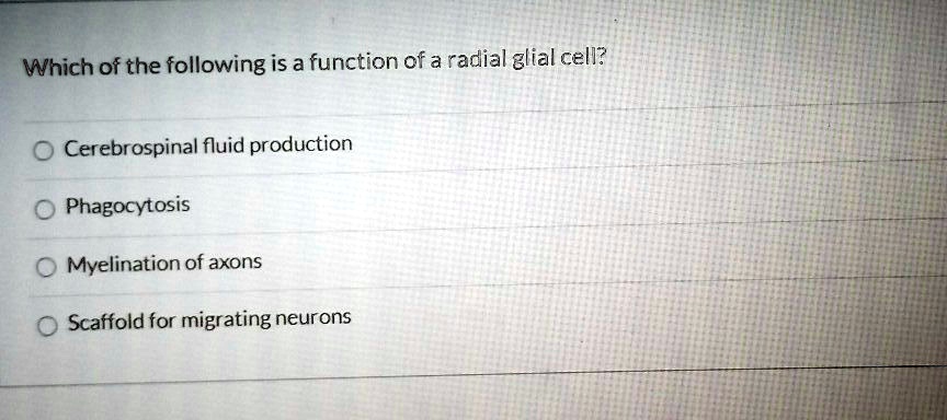 Which of the following is a function of a radial glial...