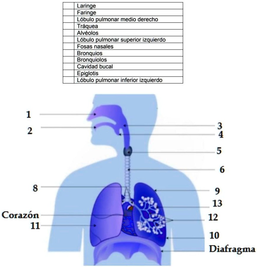 SOLVED: ayudaaaaaa me confunde esto Laringe Faringe Lobulopulmonar ...