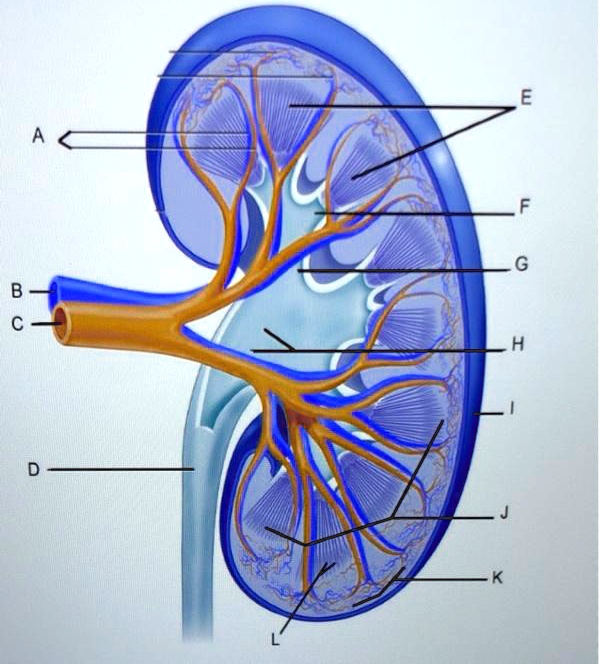 SOLVED: Label the parts of the urinary system A-L E A F G B c H D K