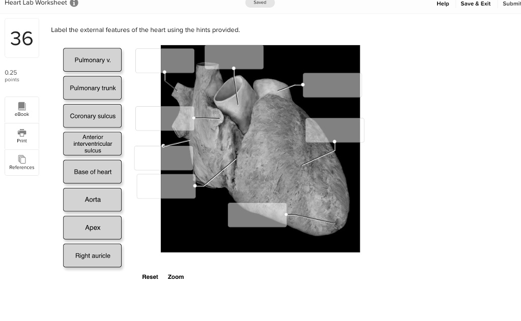 Heart Lab Worksheet Label the external features of the heart using the hints provided. 36 ...