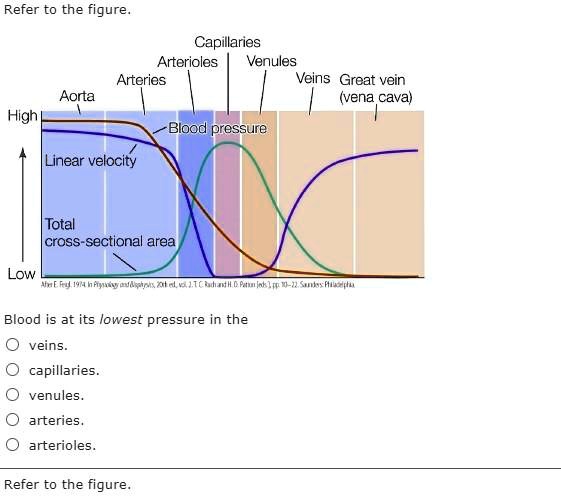 Refer to the figure. Capillaries Arterioles Venules Arteries Veins ...