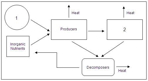 SOLVED: 'In the following diagram of the energy flow in an ecosystem, what does symbol 1 ...