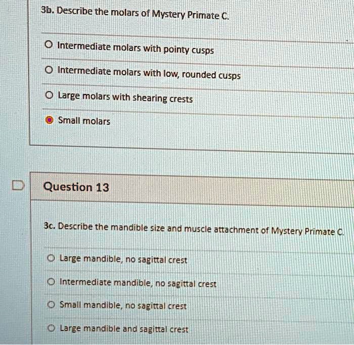 SOLVED: 3b. Describe the molars of Mystery Primate: - Intermediate ...