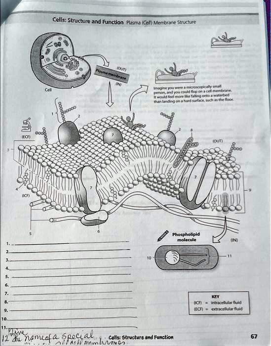 Cell Imagine you were a microscopically small person and you could flop ...