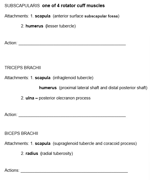 subscapularis one of 4 rotator cuff muscles attachments 1 scapula ...