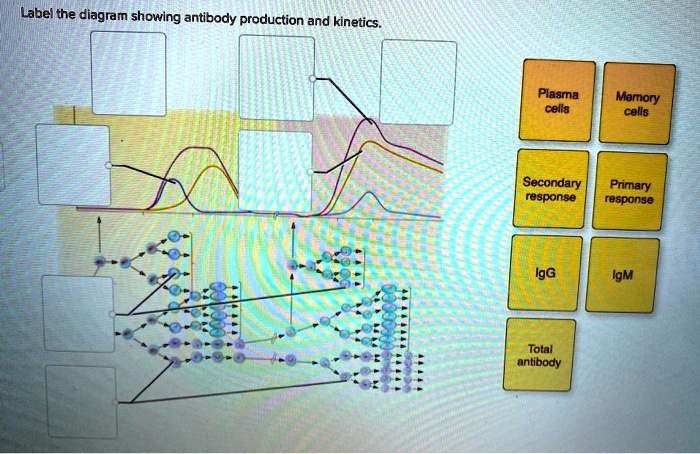 SOLVED: Label the diagram showing antibody production and kinetics ...