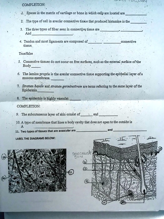 SOLVED: 1. Spaces in the matrix of cartilage or bone in which cells are ...