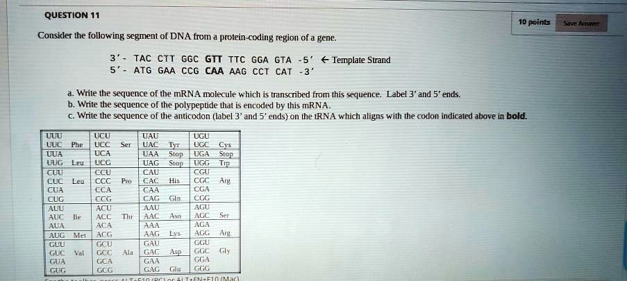 SOLVED: QUESTION 11 10 points Consider the following segment of DNA ...