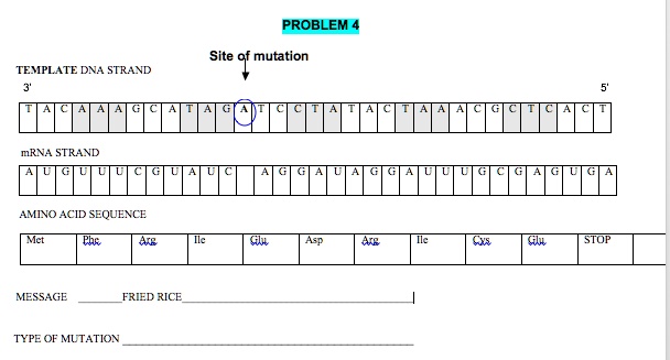 SOLVED: Problem 4 Site of mutation TEMPLATE DNA STRAND mRNA STRAND ...
