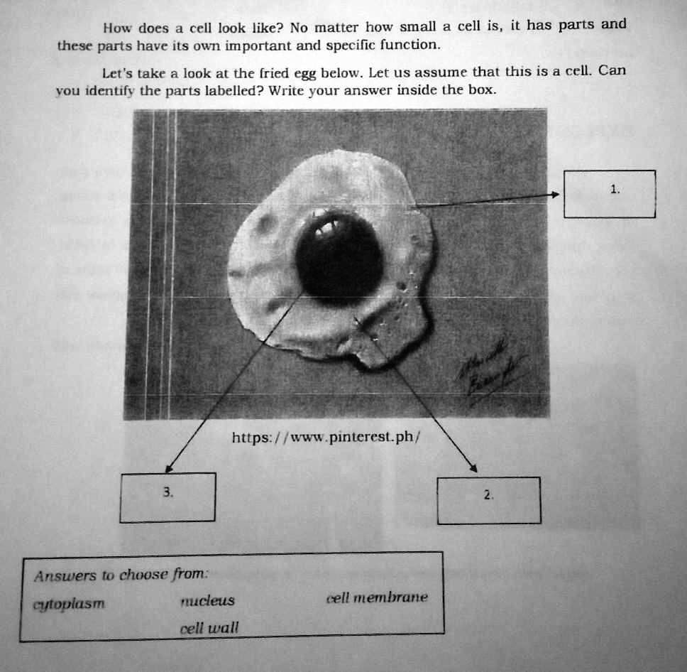 How does a cell look like? No matter how small a cell is, it has parts ...