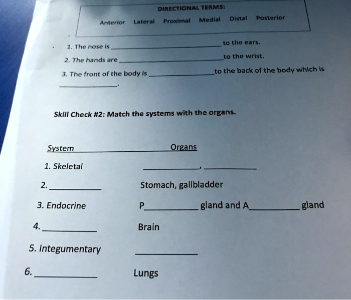 SOLVED: DIRECTIONAL TERMS: Proximal, Medial, Distal, Posterior ...