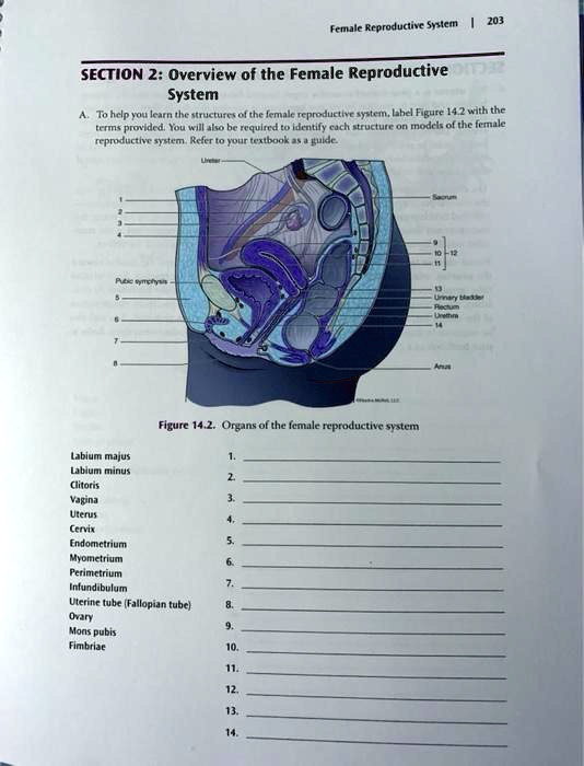 Female Reproductive System | 203 SECTION 2: Overview of the Female ...