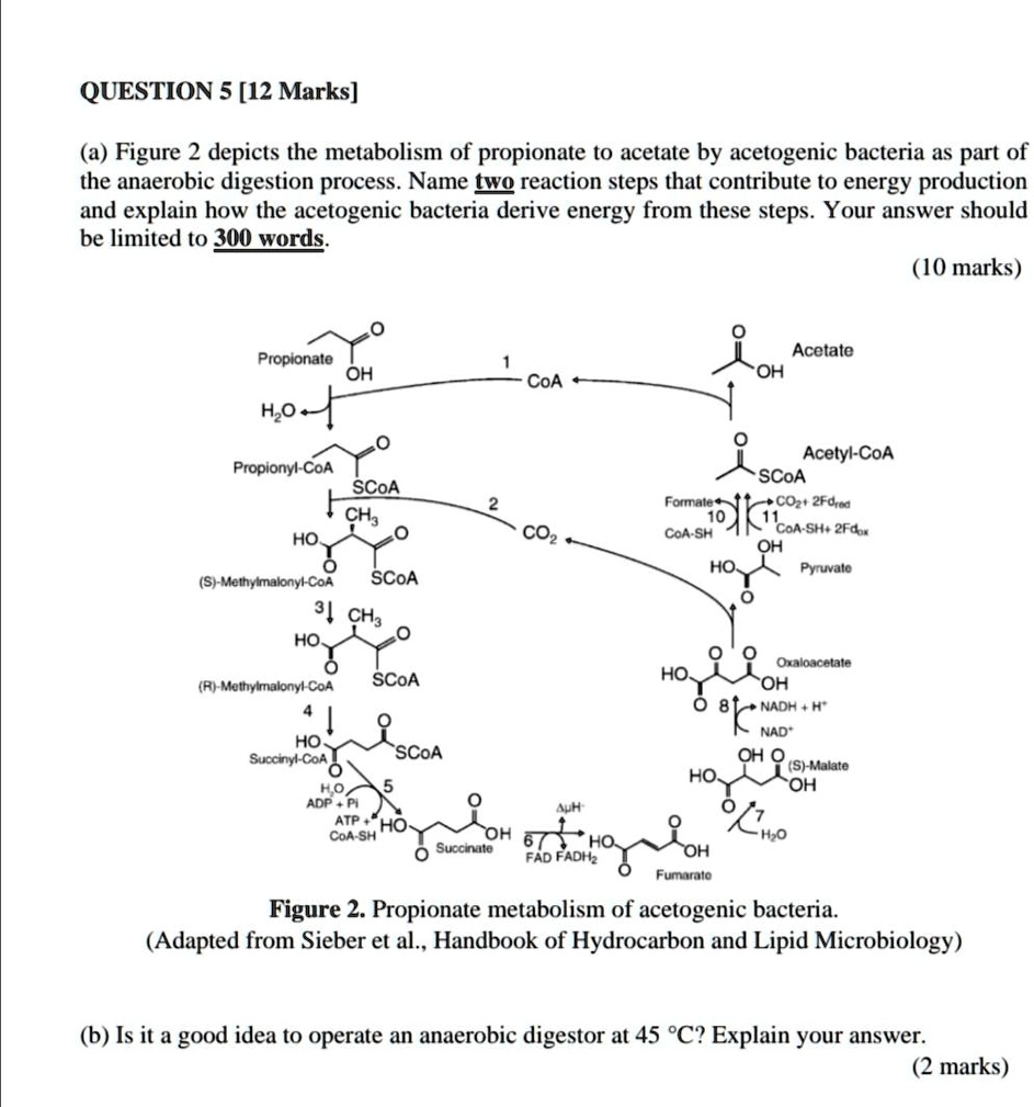question 5 12 marks a figure 2 depicts the metabolism of propionate to ...
