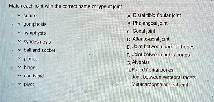 Match each joint with the correct name or type of joint. ? suture ...