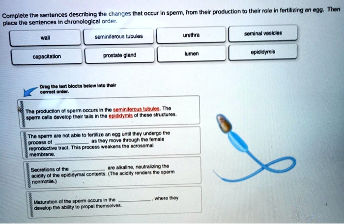 SOLVED: The production of sperm occurs in the seminiferous tubules. The sperm cells develop ...