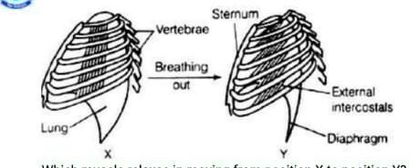 The diagram shows the ribs and some of the muscles used in breathing: i ...