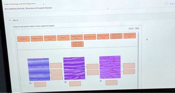 Lab 3 Histology and the Integumentary System - Labeling Activity ...