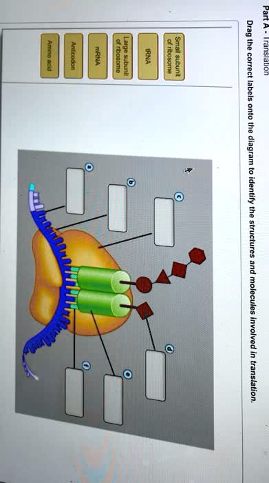 Part A- Translation Drag the correct labels onto the diagram to ...