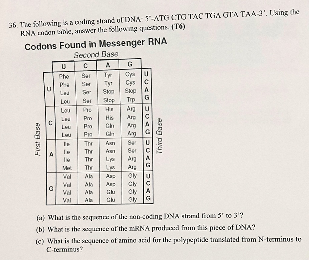 SOLVED: 'DNA: 5'-ATG CTG TAC TGA GTA TAA-3 . Using thc 36. The following is a coding strand of ...