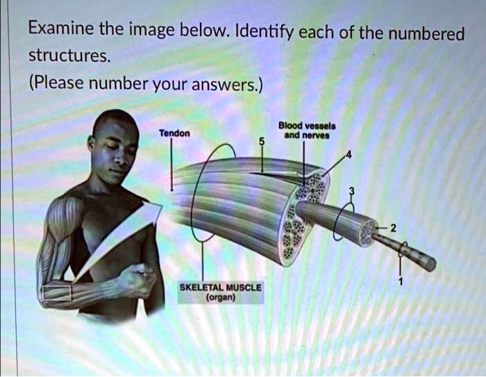 SOLVED: Examine the image below: Identify each of the numbered ... SOLVED: Examine the image below: Identify each of the numbered ...