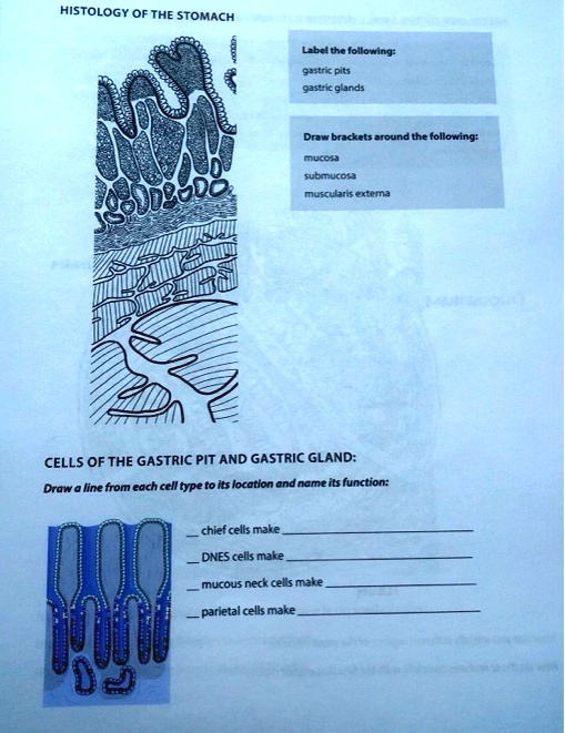 SOLVED: HISTOLOGY OF THE STOMACH Label the following gastric pits gastric glands Draw brackets ...
