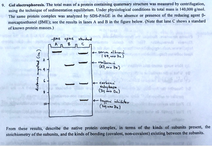 Gel electrophoresis - The total mass of protein containing quaternary ...