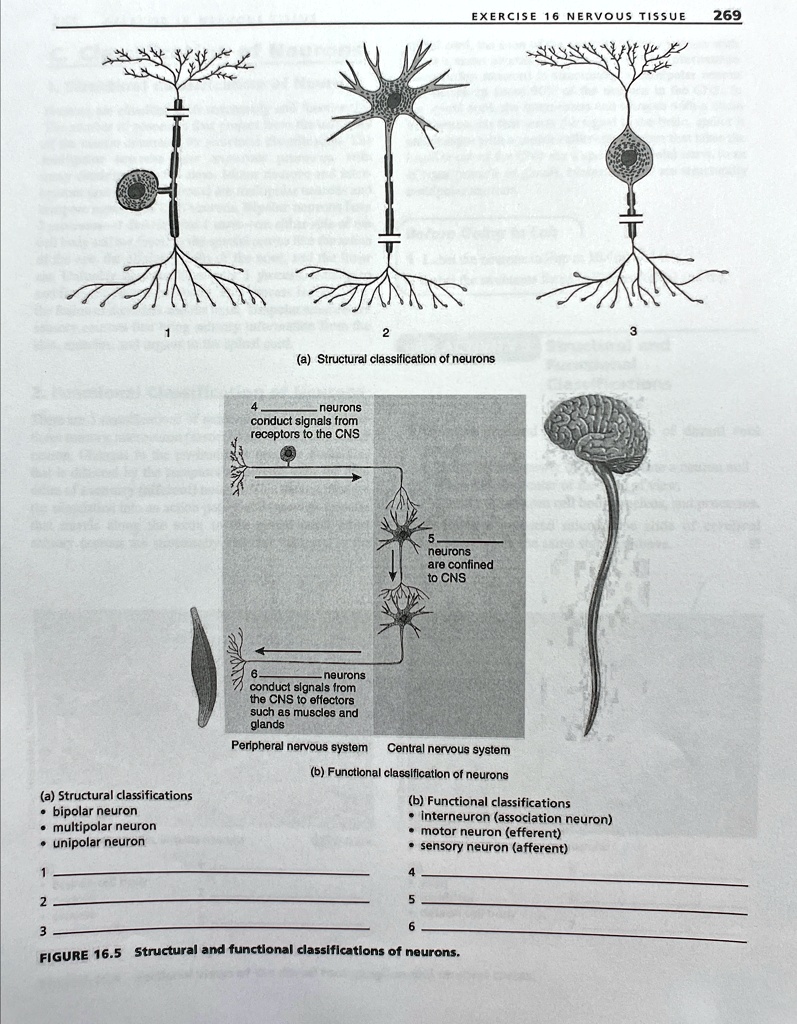 (a) Structural classifications bipolar neuron multipolar neuron ...