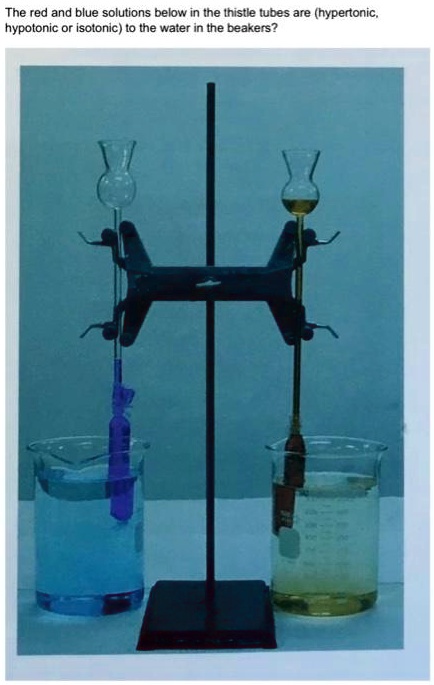 SOLVED: The red and blue solutions below in the Ihistle tubes are ...