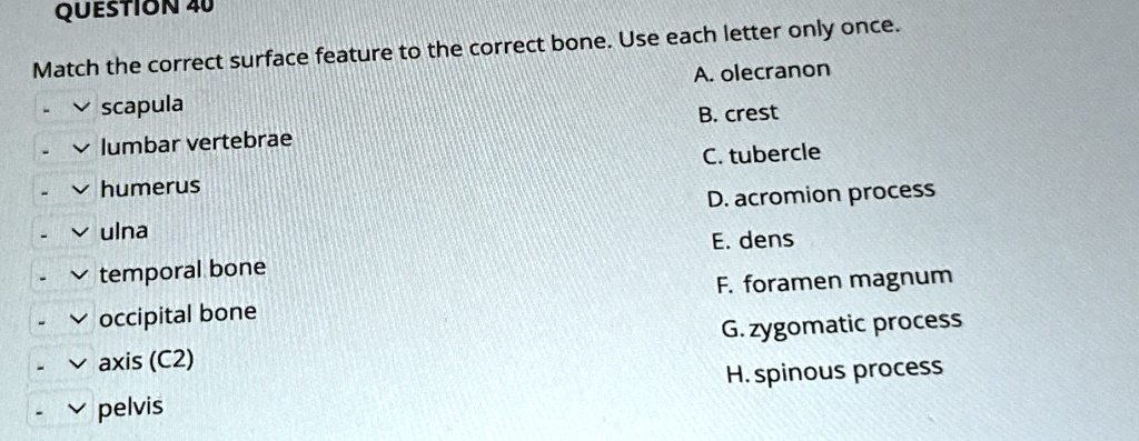 QUESTION 40 Match the correct surface feature to the correct bone. Use ... QUESTION 40 Match the correct surface feature to the correct bone. Use ...