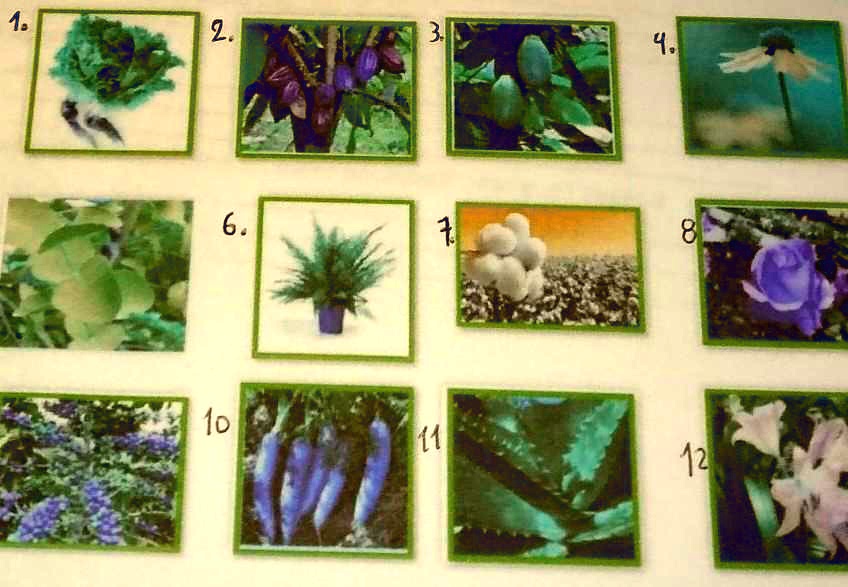 SOLVED: Clasifica las siguientes plantas por su utilidad (Observa las ...