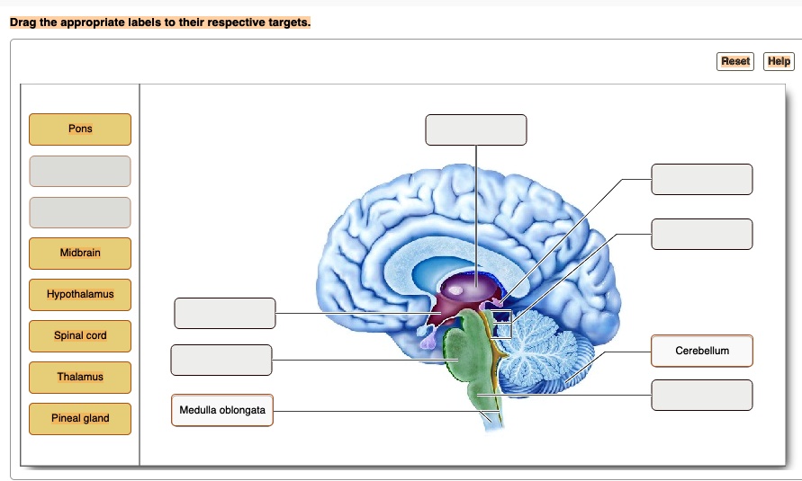 Drag the appropriate labels to their respective targets. Pons Midbrain ...