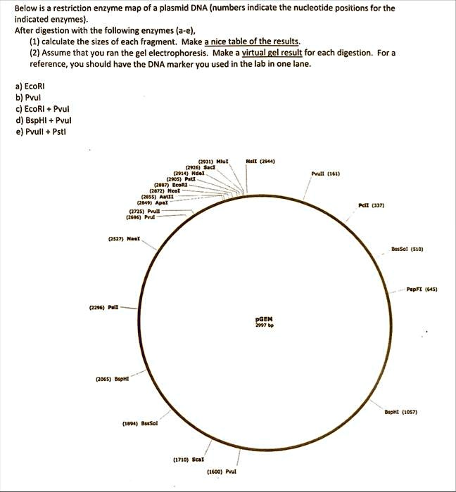 SOLVED: Texts: Below is a restriction enzyme map of a plasmid DNA ... SOLVED: Texts: Below is a restriction enzyme map of a plasmid DNA ...