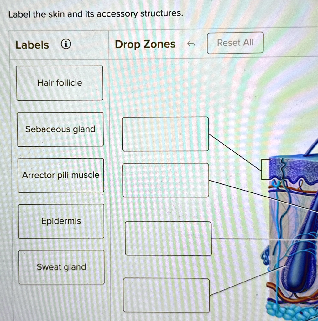 label the skin and its accessory structures labels i drop zones reset ...