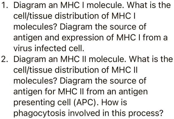 SOLVED: 1 . Diagram an MHC molecule What is the cell/tissue ...