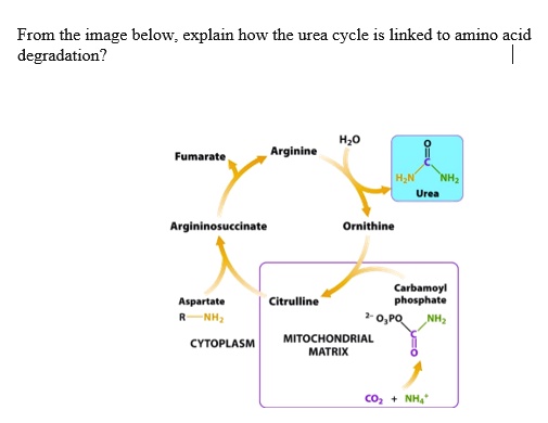 SOLVED: From the image below, explain how the urea cycle is linked to ...