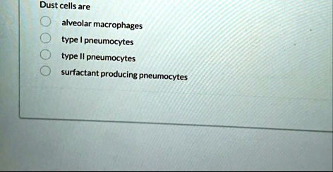 dust cells are alveolar macrophages type i pneumocytes type ii ...