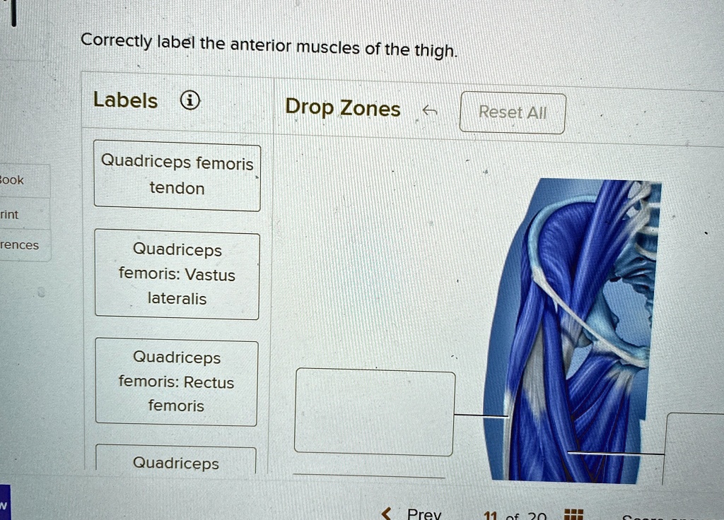 Correctly label the anterior muscles of the thigh. Labels Drop Zones ...