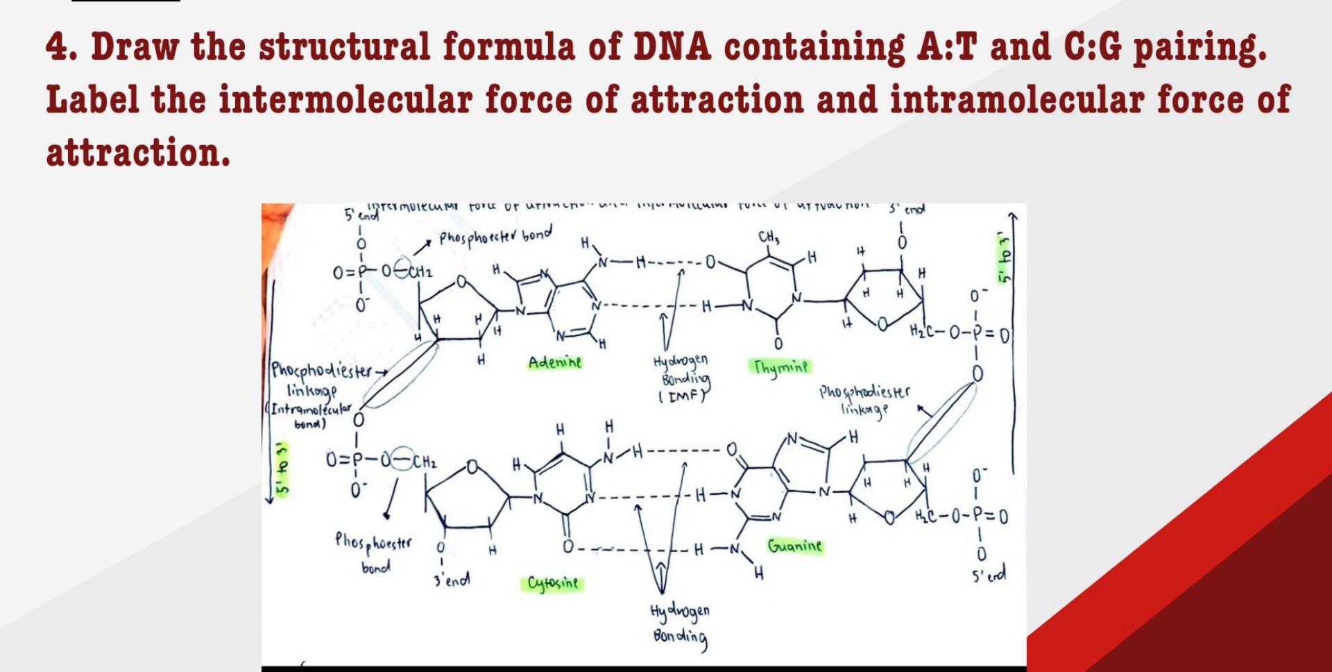4. Draw the structural formula of DNA containing A:T and C:G pairing ...