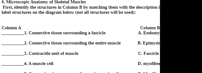 6. Microscopic Anatomy of Skeletal Muscles First, identify the ...