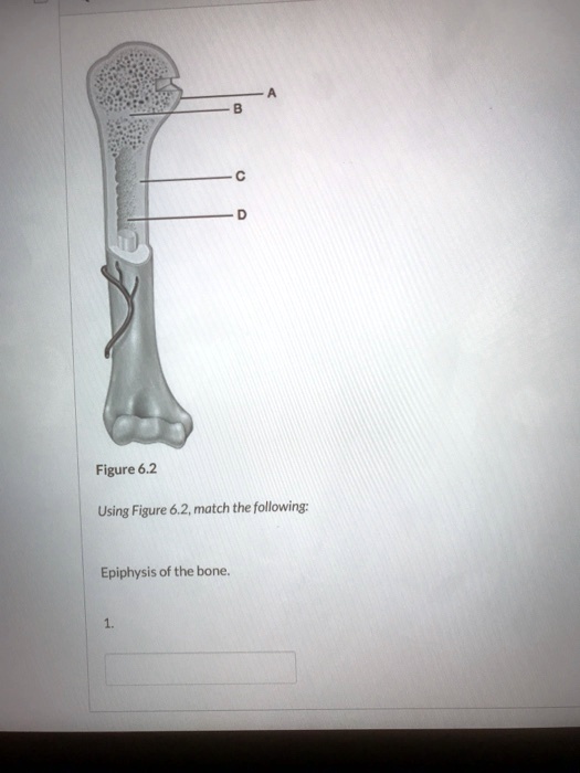 SOLVED: Figure 6.2 Using Figure 6.2, match [ the following: Epiphysis of the bone: