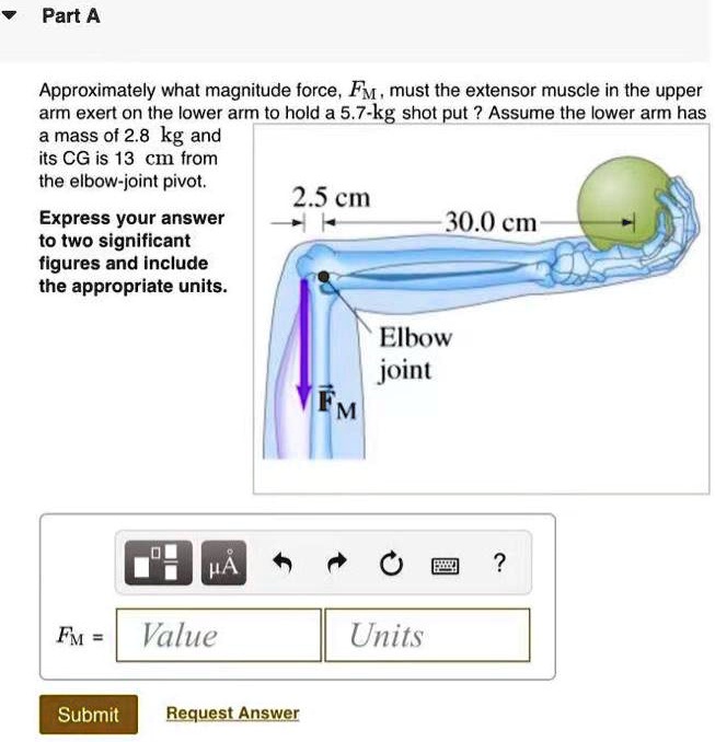 SOLVED: Approximately what magnitude force, FM, must the extensor ...