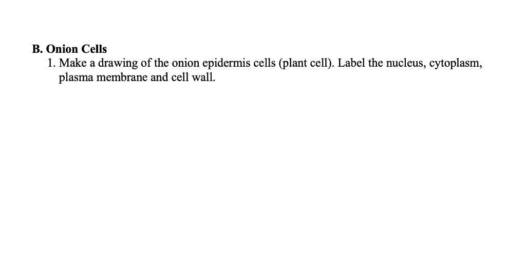 B. Onion Cells 1. Make a drawing of the onion epidermis cells (plant cell). Label the nucleus ...